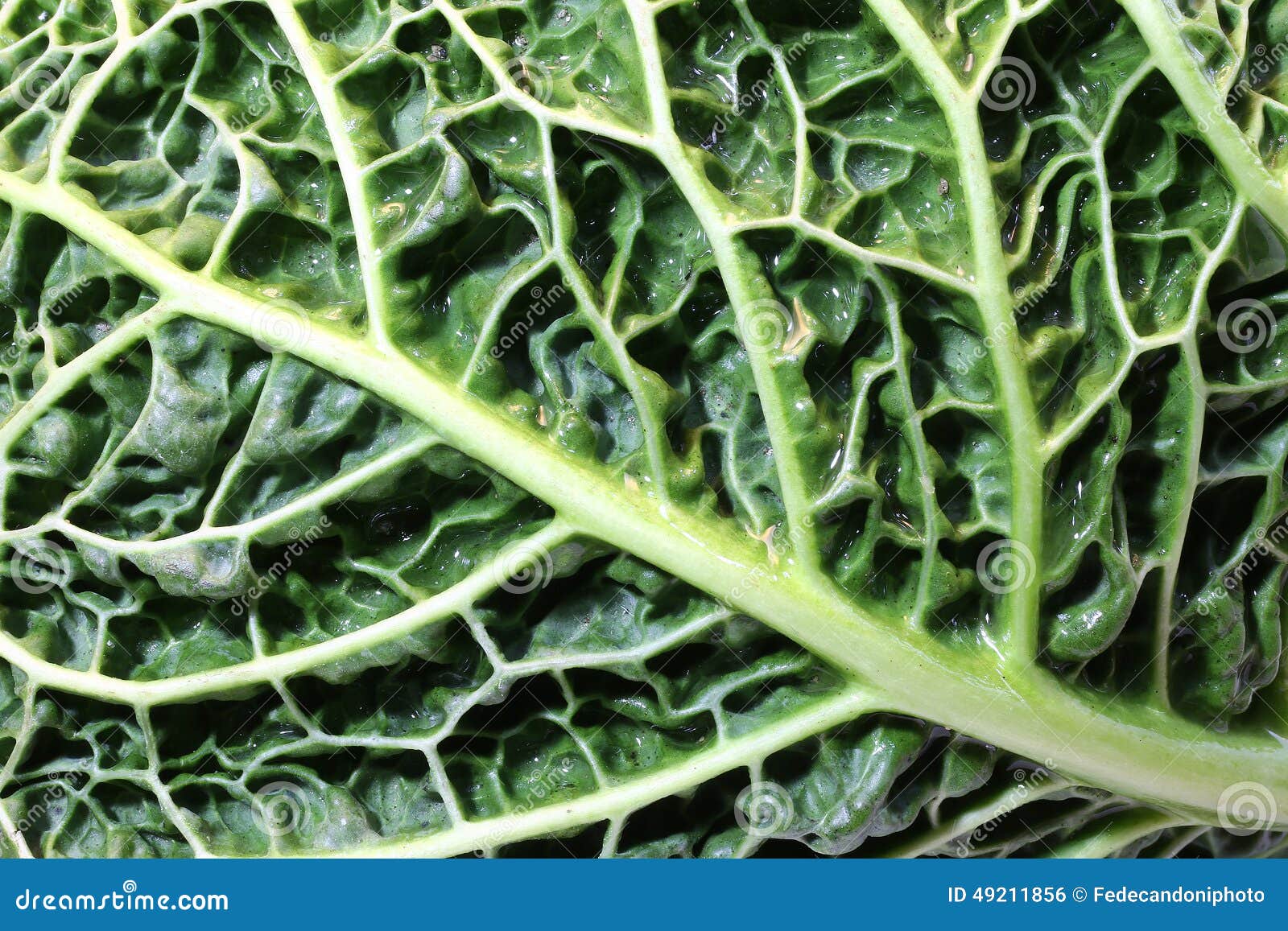 Macro Feuille De Chou Commun Photo stock - Image du jardin, blanc: 49211856