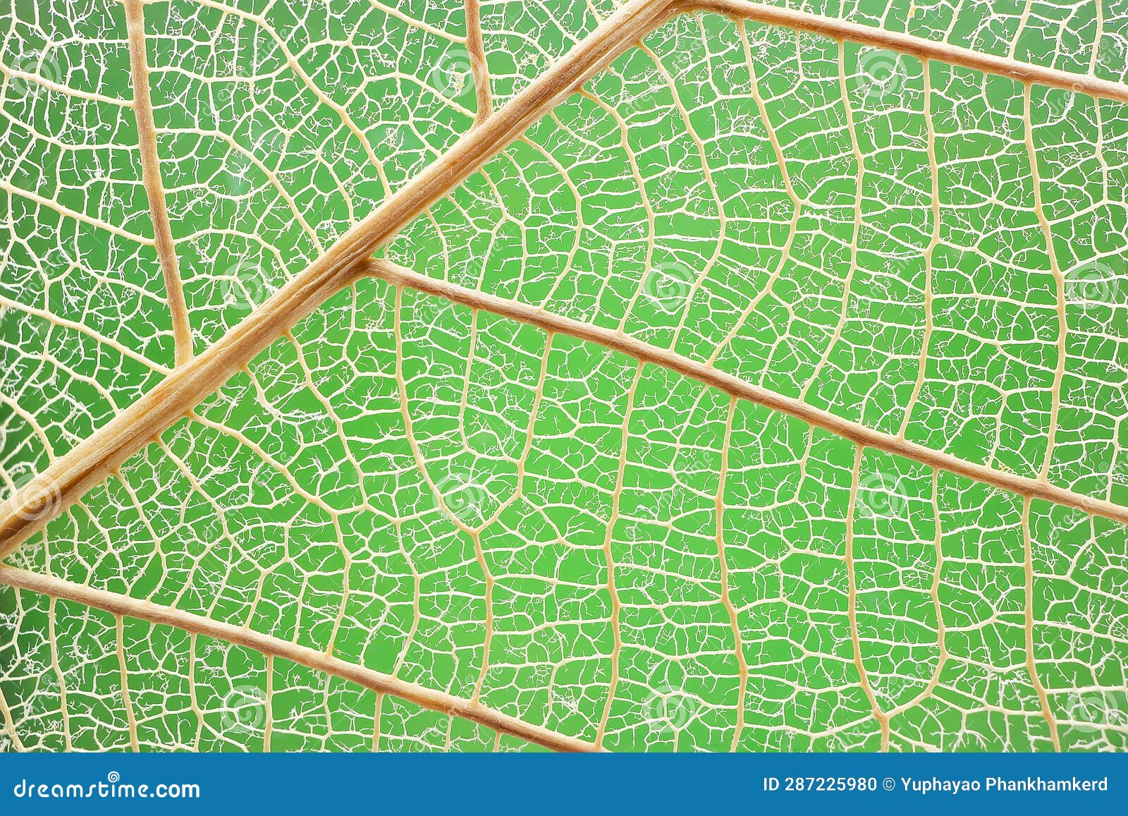 Macro of Fiber Structure of Dry Leaves Texture Background. Skeletonized ...