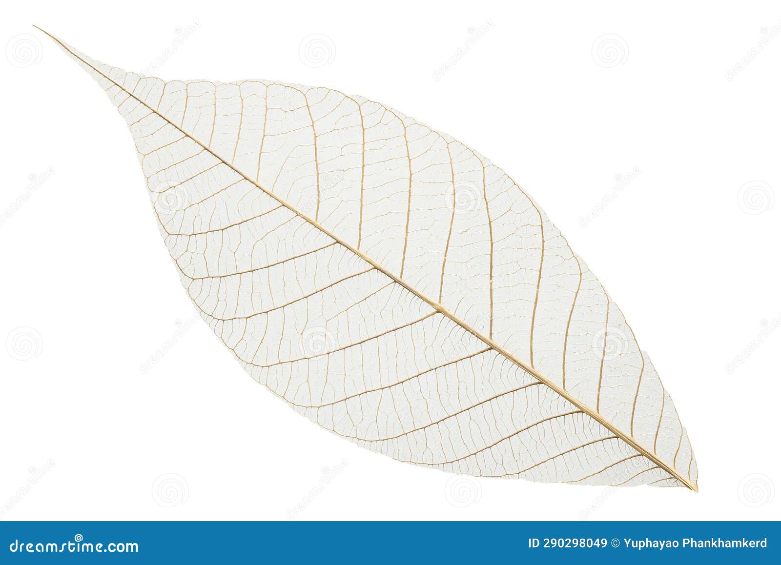 Macro of Fiber Structure of Dry Leaves Texture Background. Skeletonized ...