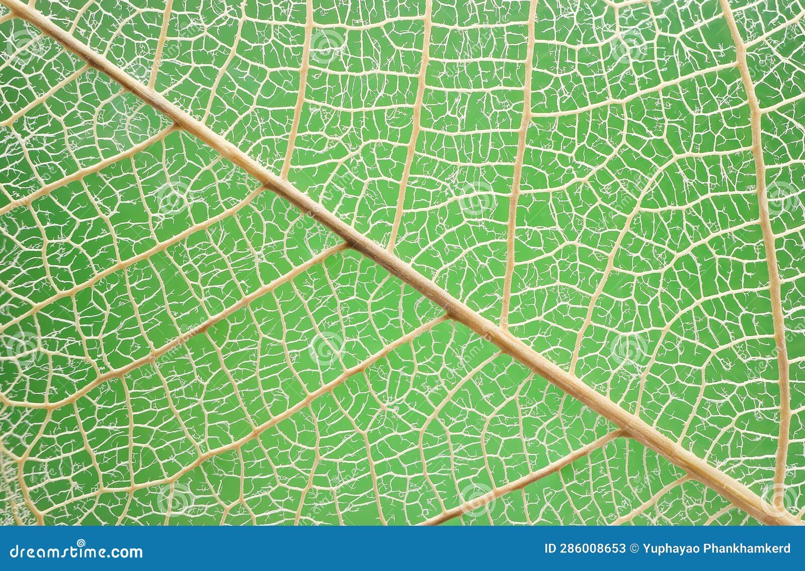 Macro of Fiber Structure of Dry Leaves Texture Background. Skeletonized ...
