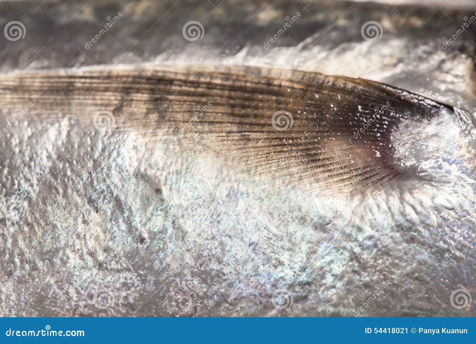Macro Fin Fish , Small Fish Art Background Stock Image - Image of ...