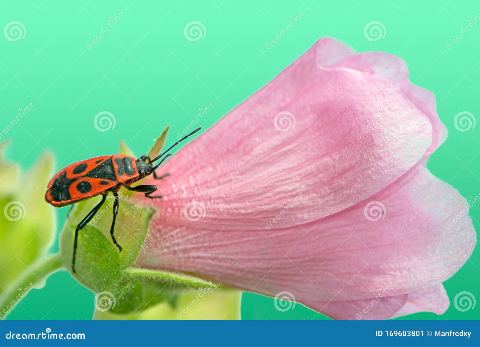 Pink Malva Moschata (Musk Mallow) Flowers On Flower Bed Stock ...