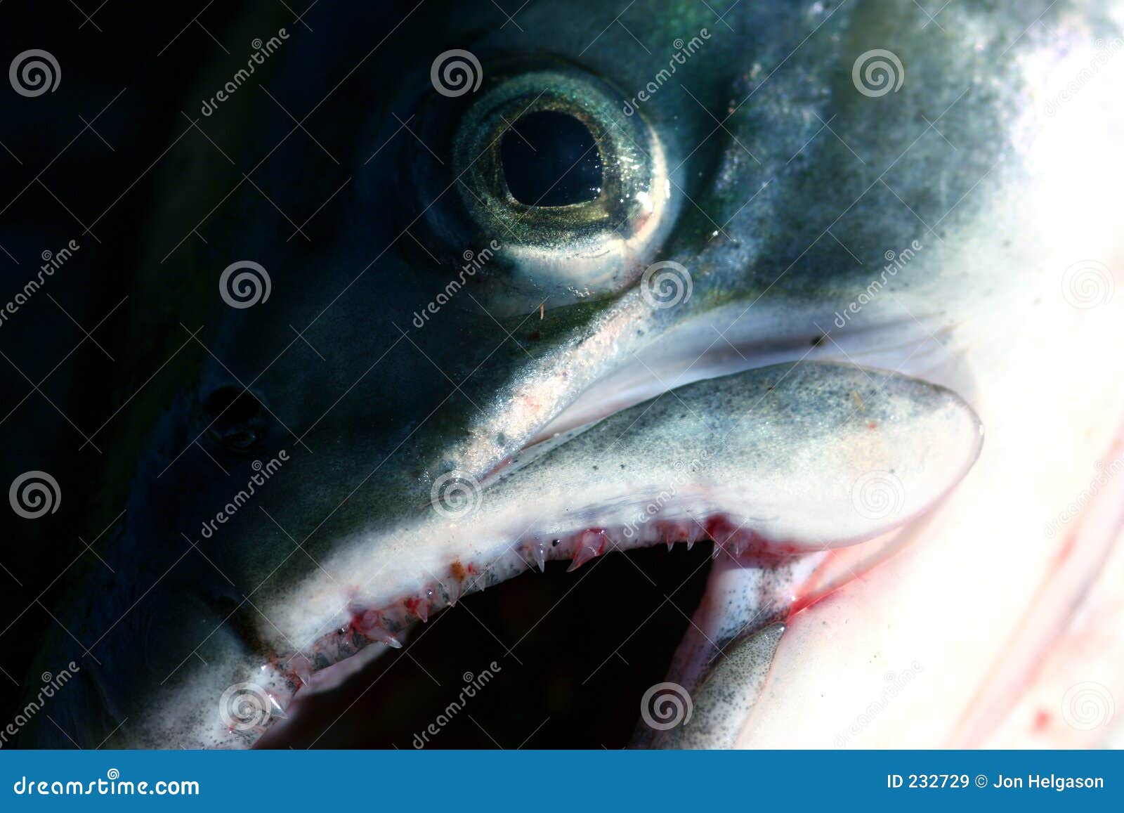 Macro fish stock image. Image of catching, pattern, closeup - 232729