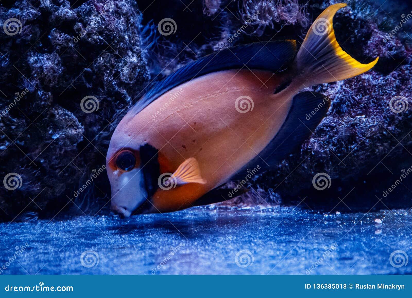 Macro Fish Acanthurus Pyroferus Stock Photo - Image of fish, color ...