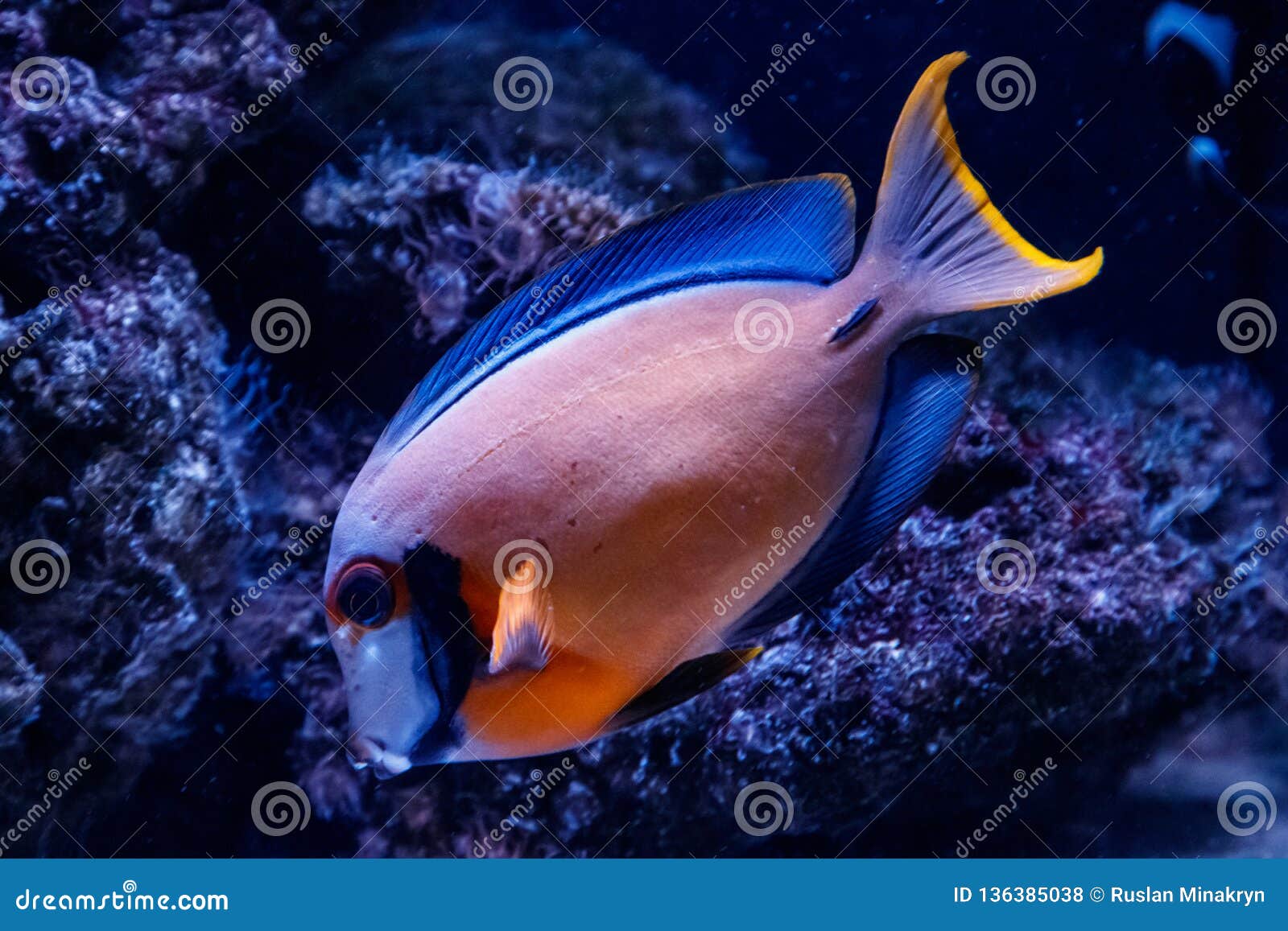 Macro Fish Acanthurus Pyroferus Stock Photo - Image of color, natural ...