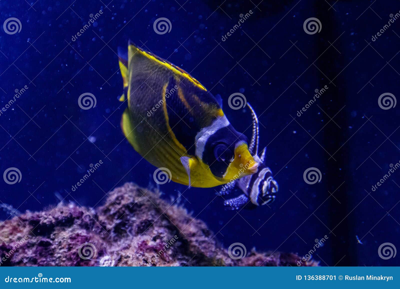 Macro Fish Chaetodon Lunula Stock Image - Image of fauna, colorful ...