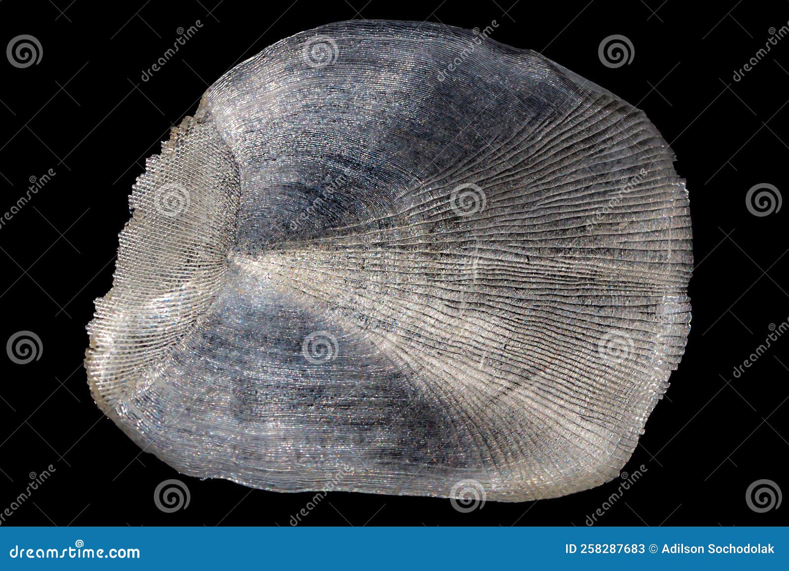 Macro Fish Neopomacentrus Filamentosus Monodactylidae Royalty-Free ...