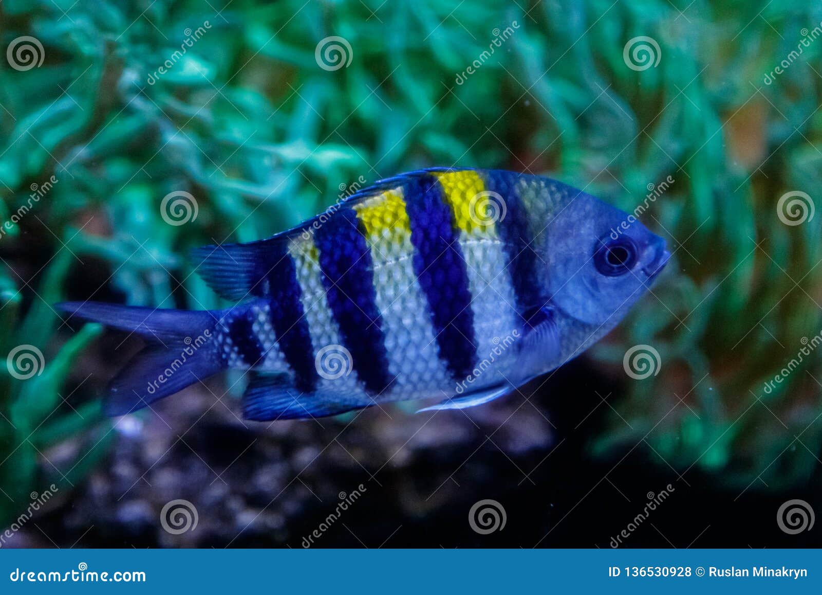 Macro Fish Sergeant Major Abudefduf Saxatilis Stock Photo - Image of ...