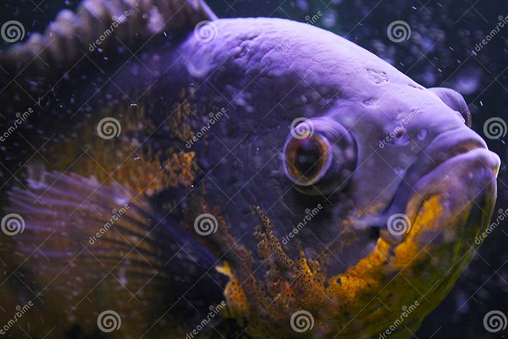 Macro Fish stock image. Image of shot, yellow, underwater - 56133553