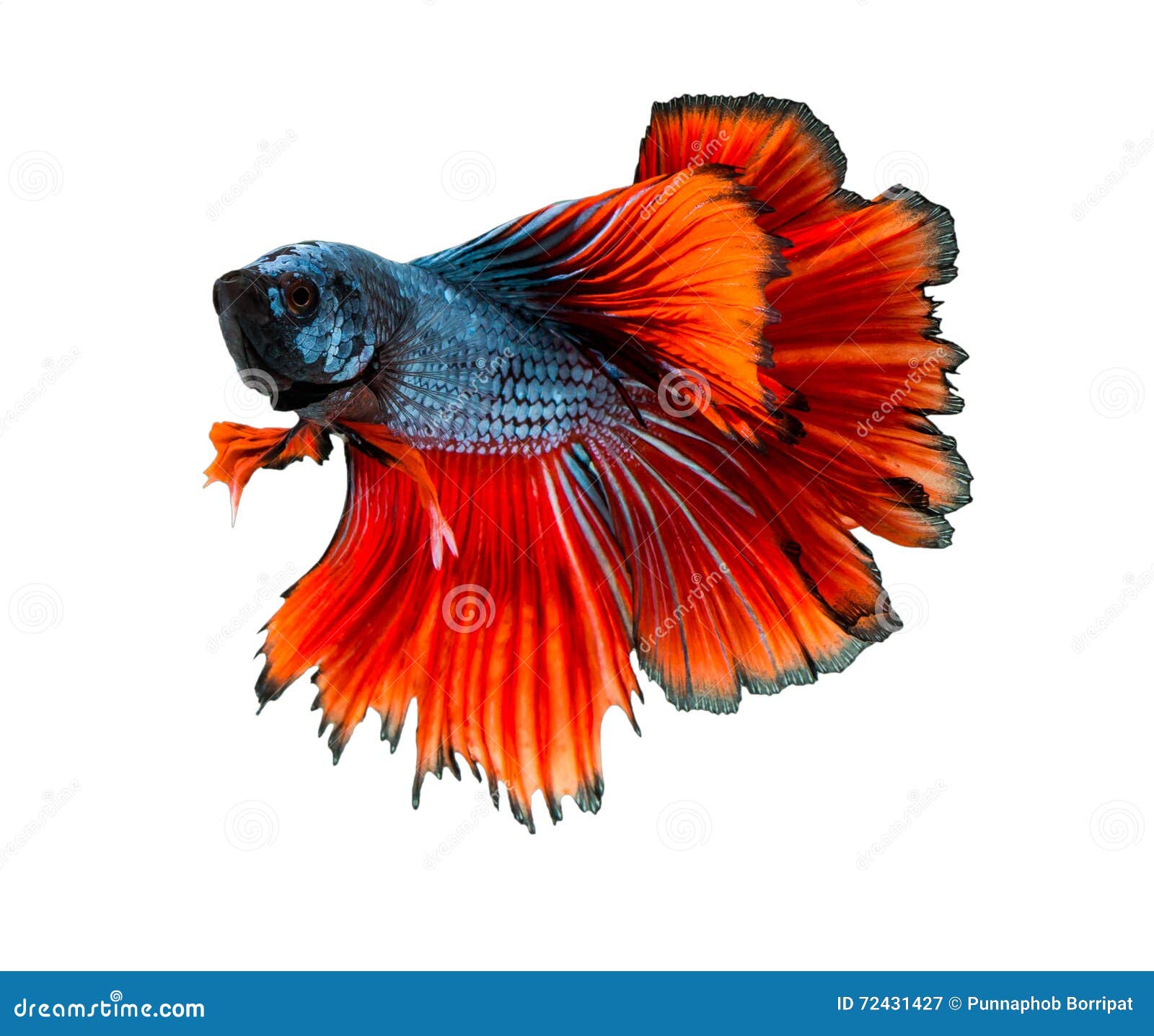 Macro Fish Neopomacentrus Filamentosus Monodactylidae Stock Photography ...