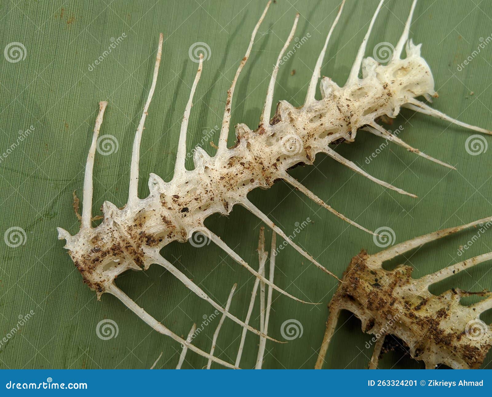 Macro of Fishbones Texture on Green Background Stock Image - Image of ...
