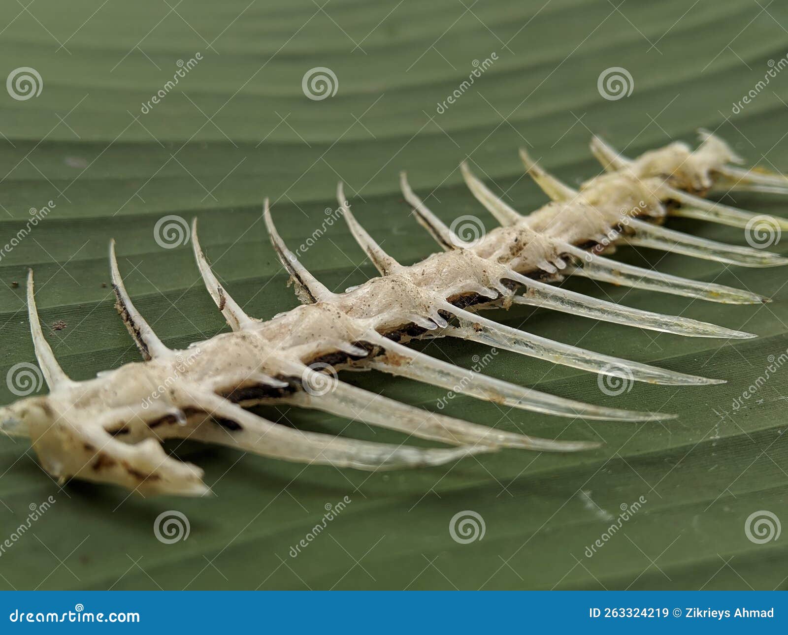 Macro of Fishbones Texture on Green Background Stock Image - Image of ...