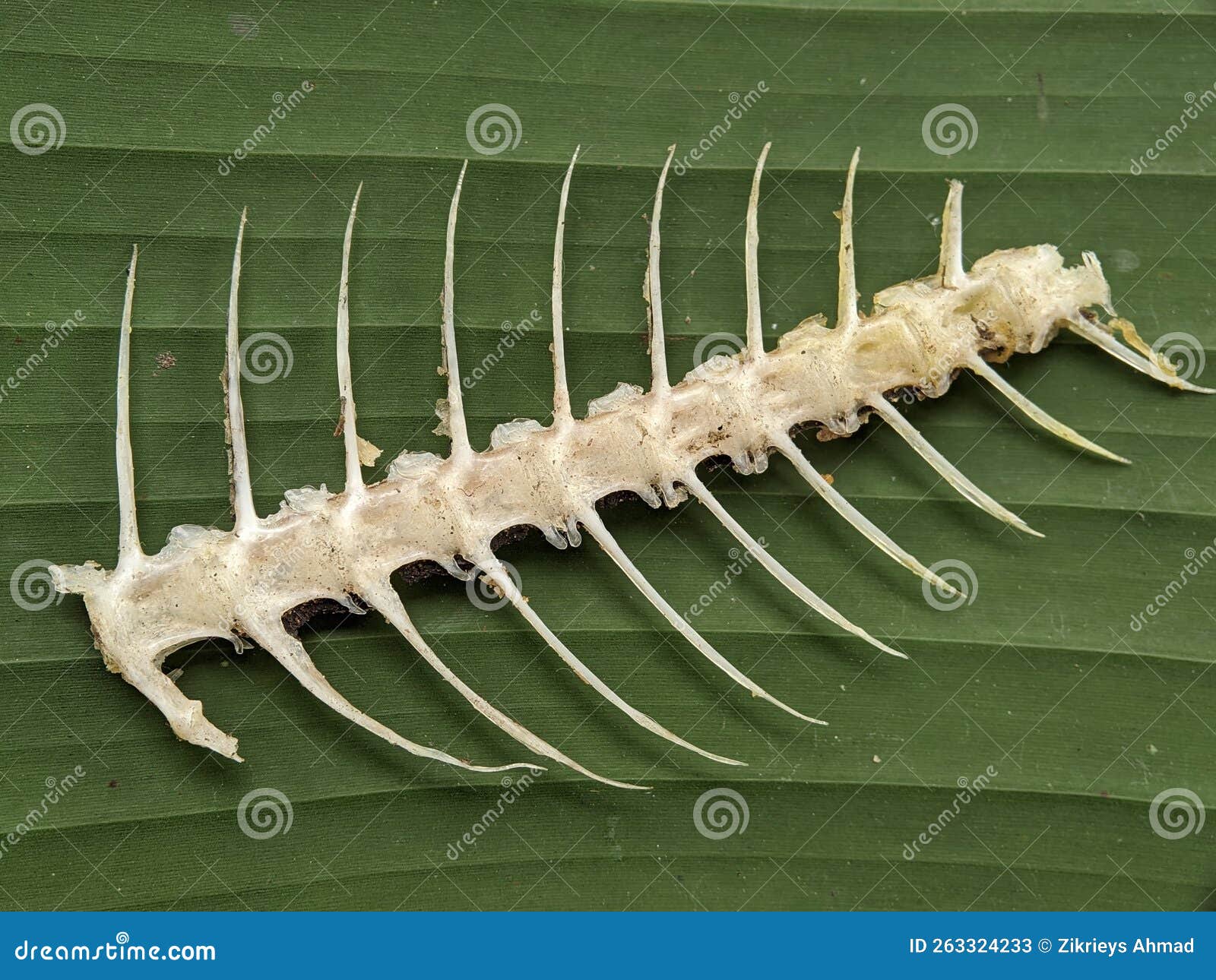 Macro of Fishbones Texture on Green Background Stock Image - Image of ...