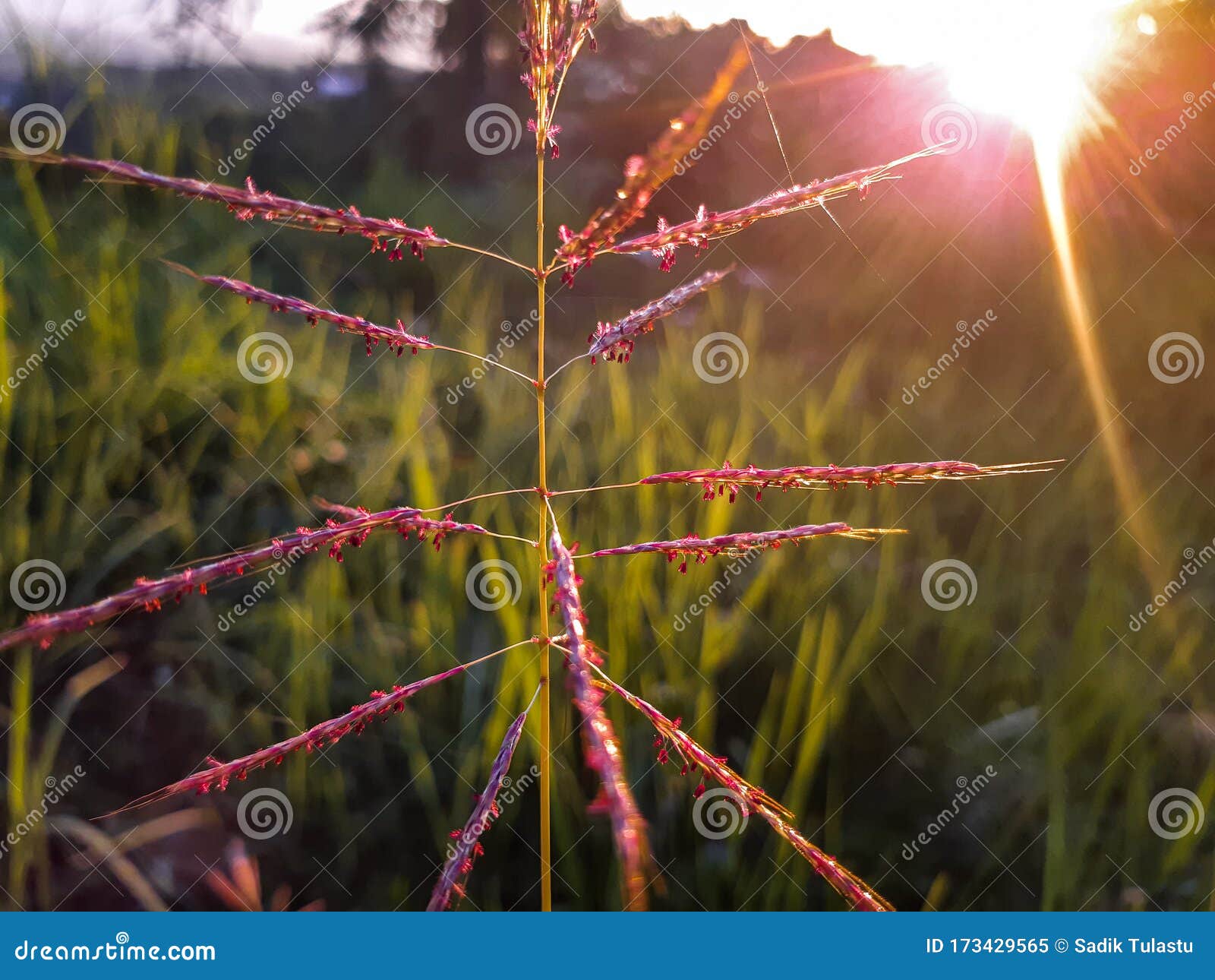 Macro fleurs de riz. image stock. Image of micro, sunset - 173429565