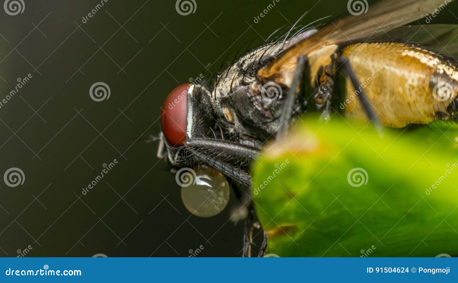 Macro of Flies or Fly Insect Stock Photo - Image of black, flies: 91504624