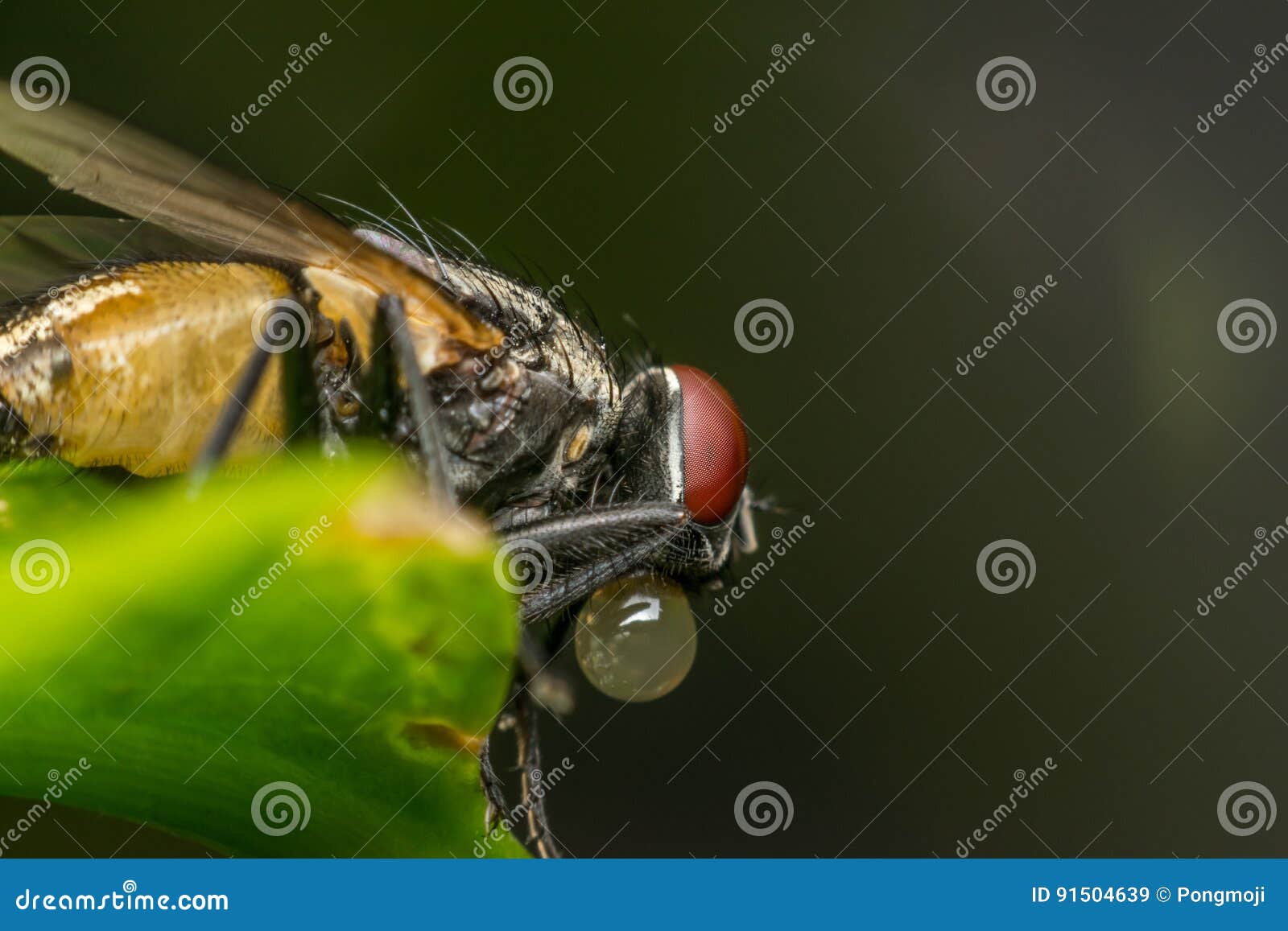 Macro of Flies or Fly Insect Stock Image - Image of eyes, leave: 91504639