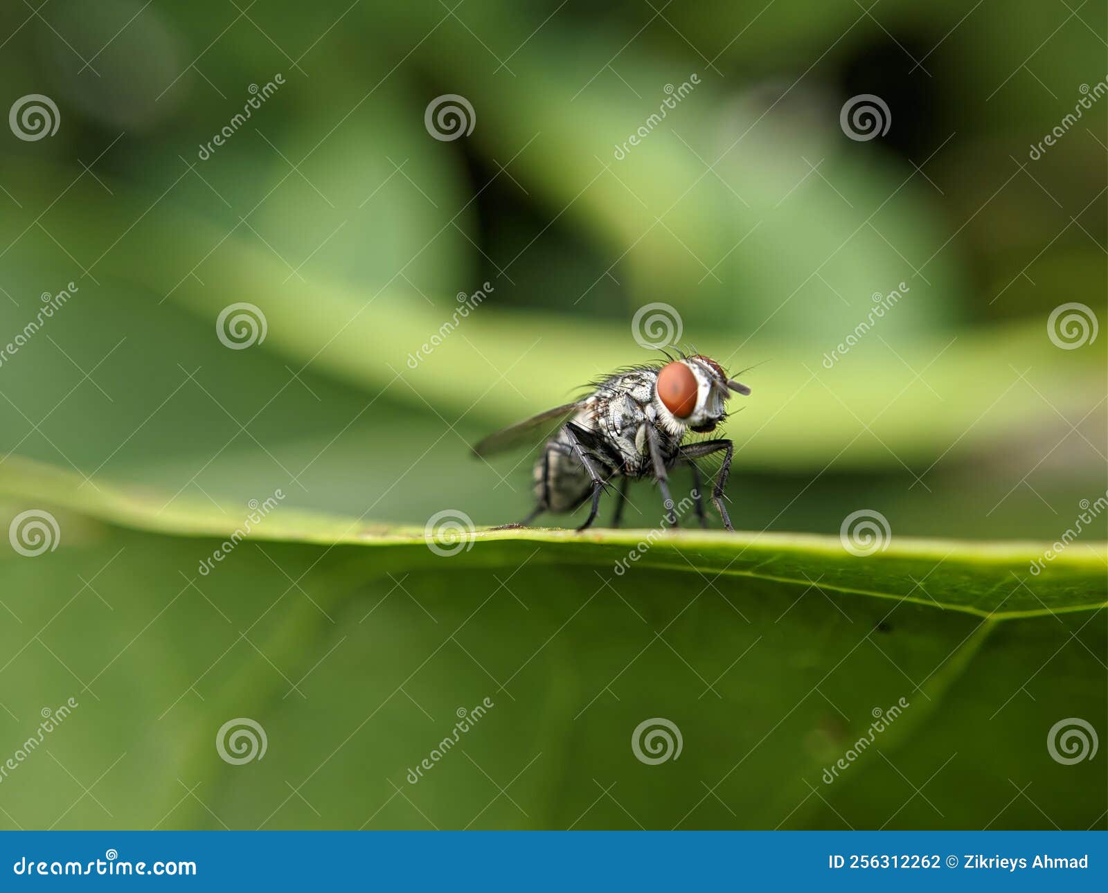 Macro of Flies Insect on Green Leaves Stock Photo - Image of leaf ...