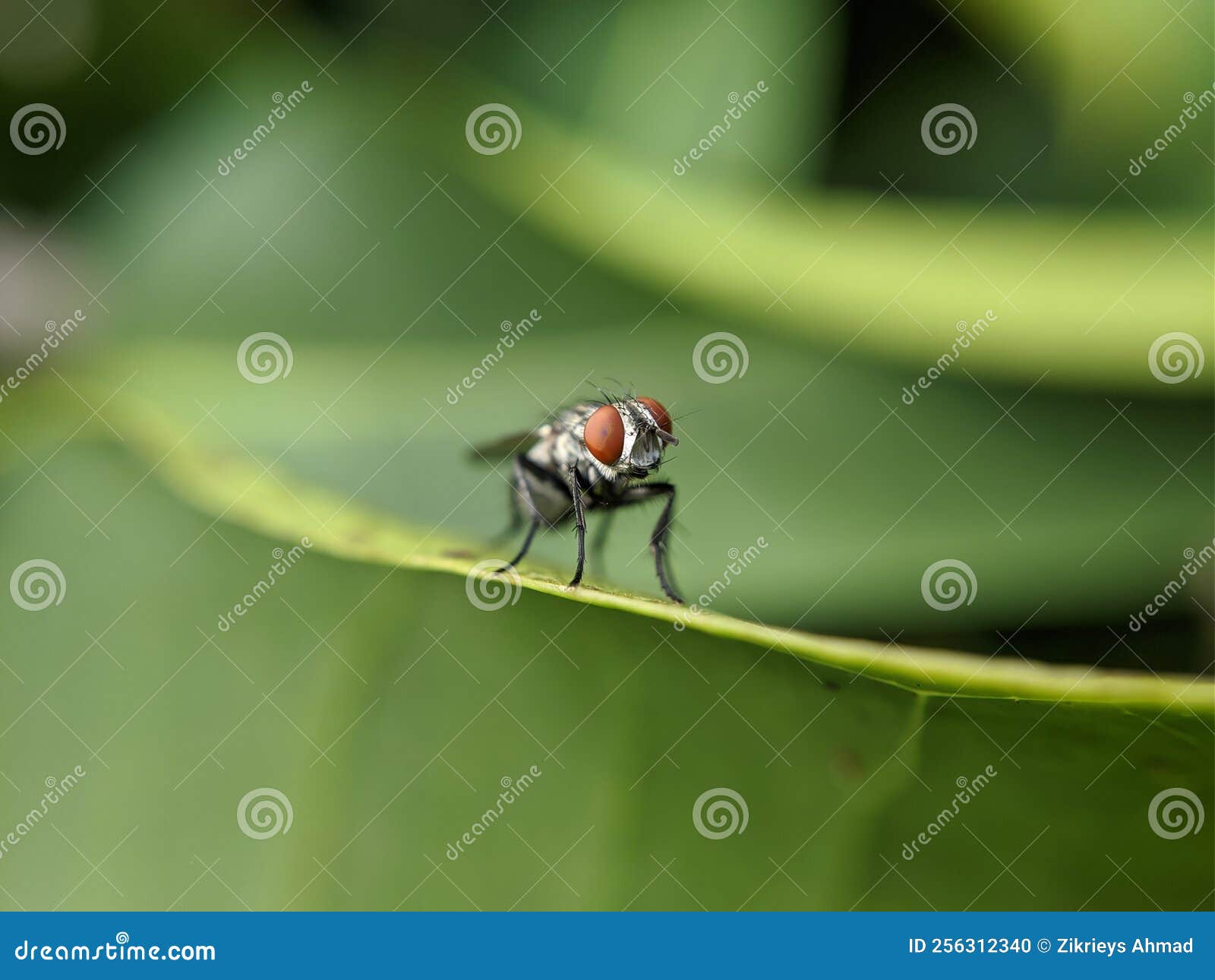 Macro of Flies Insect on Green Leaves Stock Photo - Image of animal ...