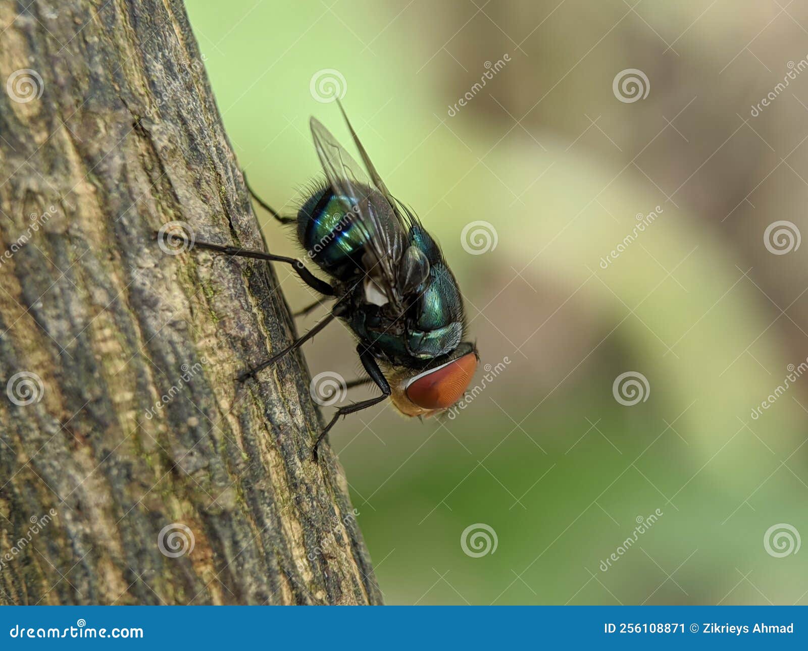 Macro of Flies Insect on Plant Stock Image - Image of beetle, dragonfly ...