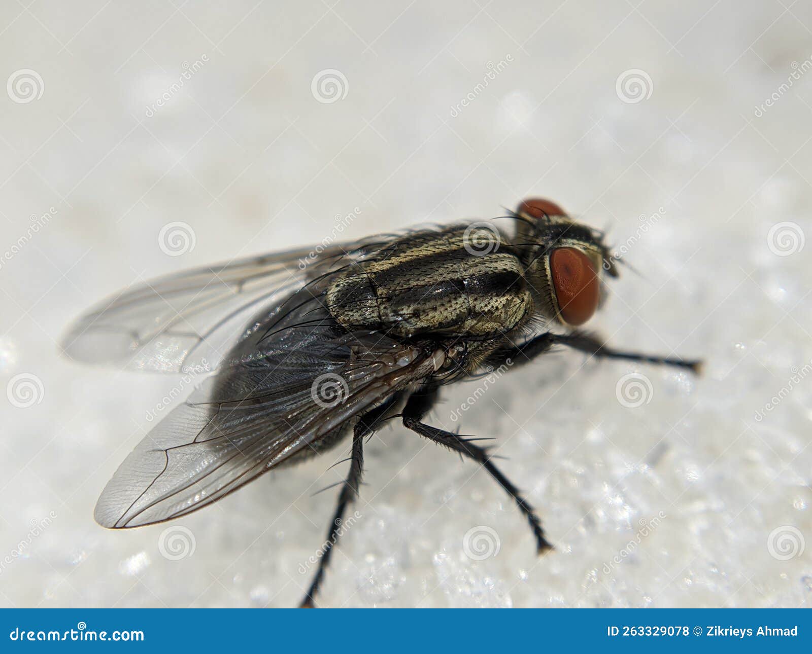 Macro of Flies Insect on Sugar Texture Stock Photo - Image of beetle ...
