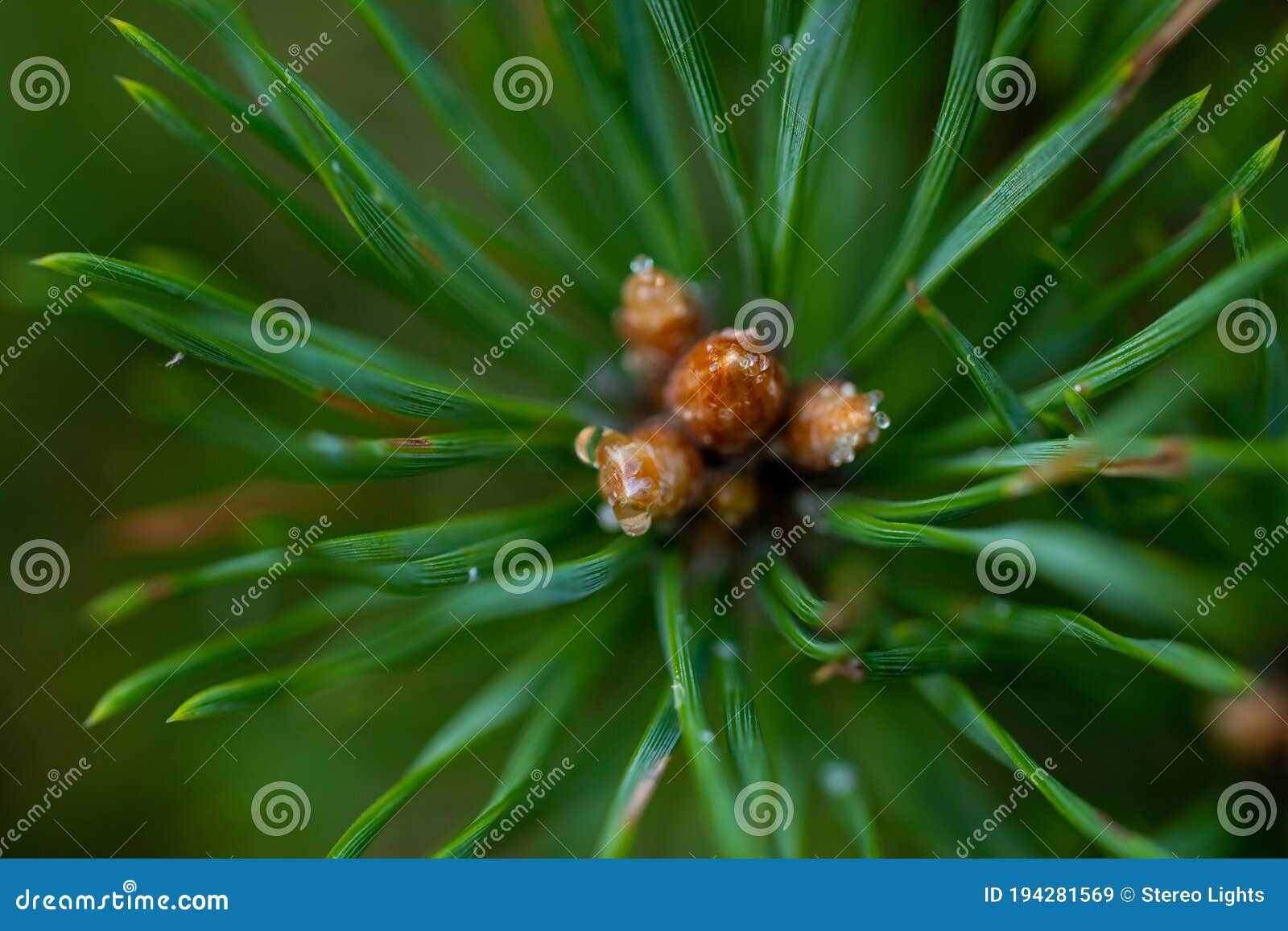 Macro Floral Background. Macro Green Pine Tree Needles Background. Pine ...