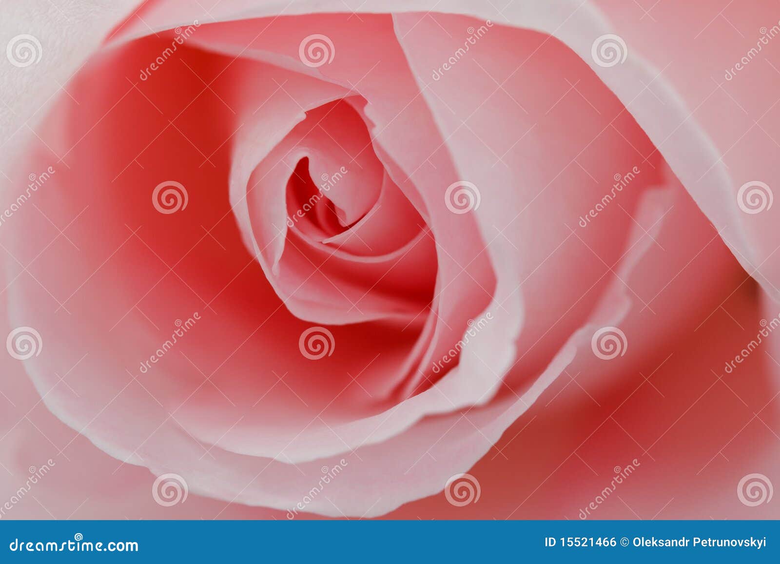 Macro Flower Beautiful Rose Stock Photo - Image of beautiful, close ...