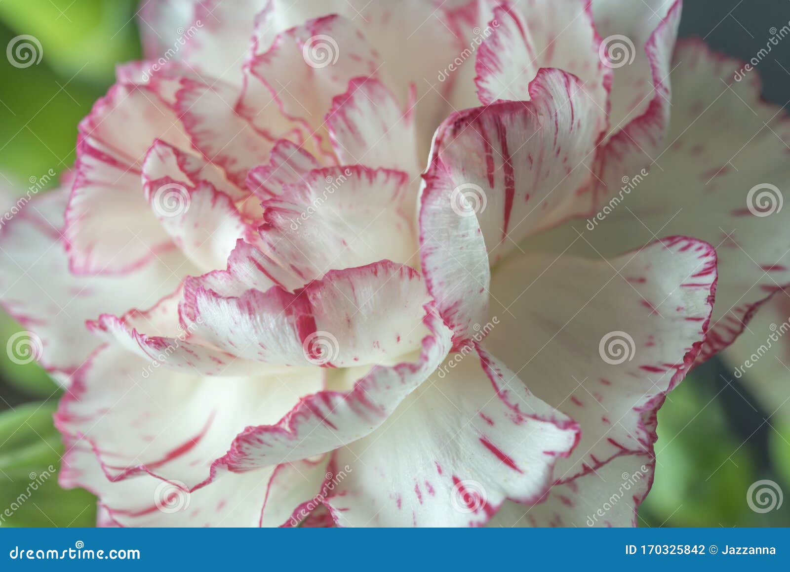 Macro Flower Carnation Background Stock Photo - Image of bloom ...