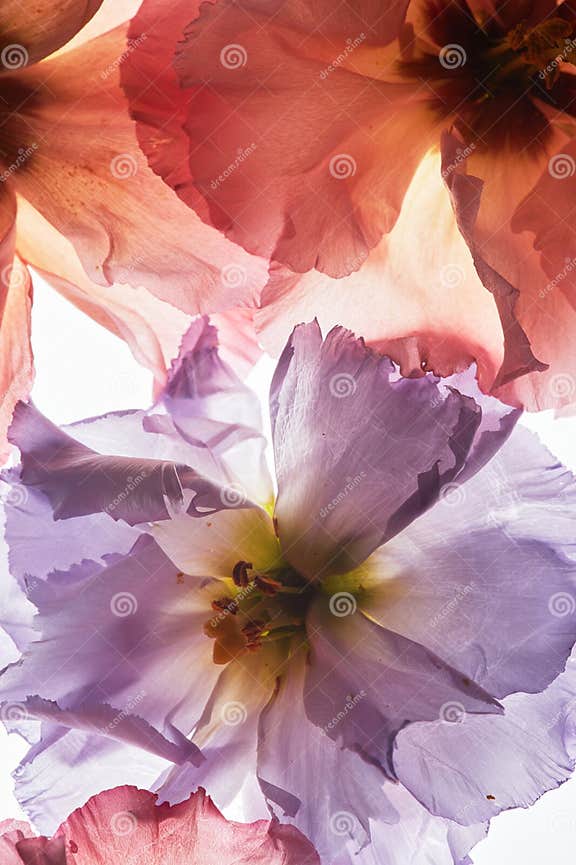 Macro Flower Composition with Backlight Stock Image - Image of ...