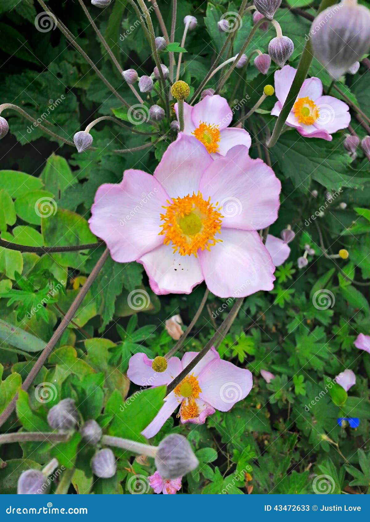 Macro flower stock image. Image of flower, flowers, macro - 43472633