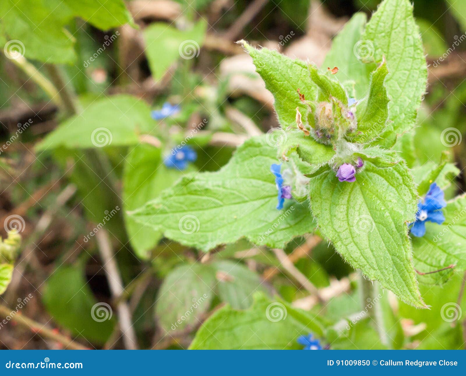 A Macro of a Flower Head with Small Blue Flowers and Various Bit Stock ...