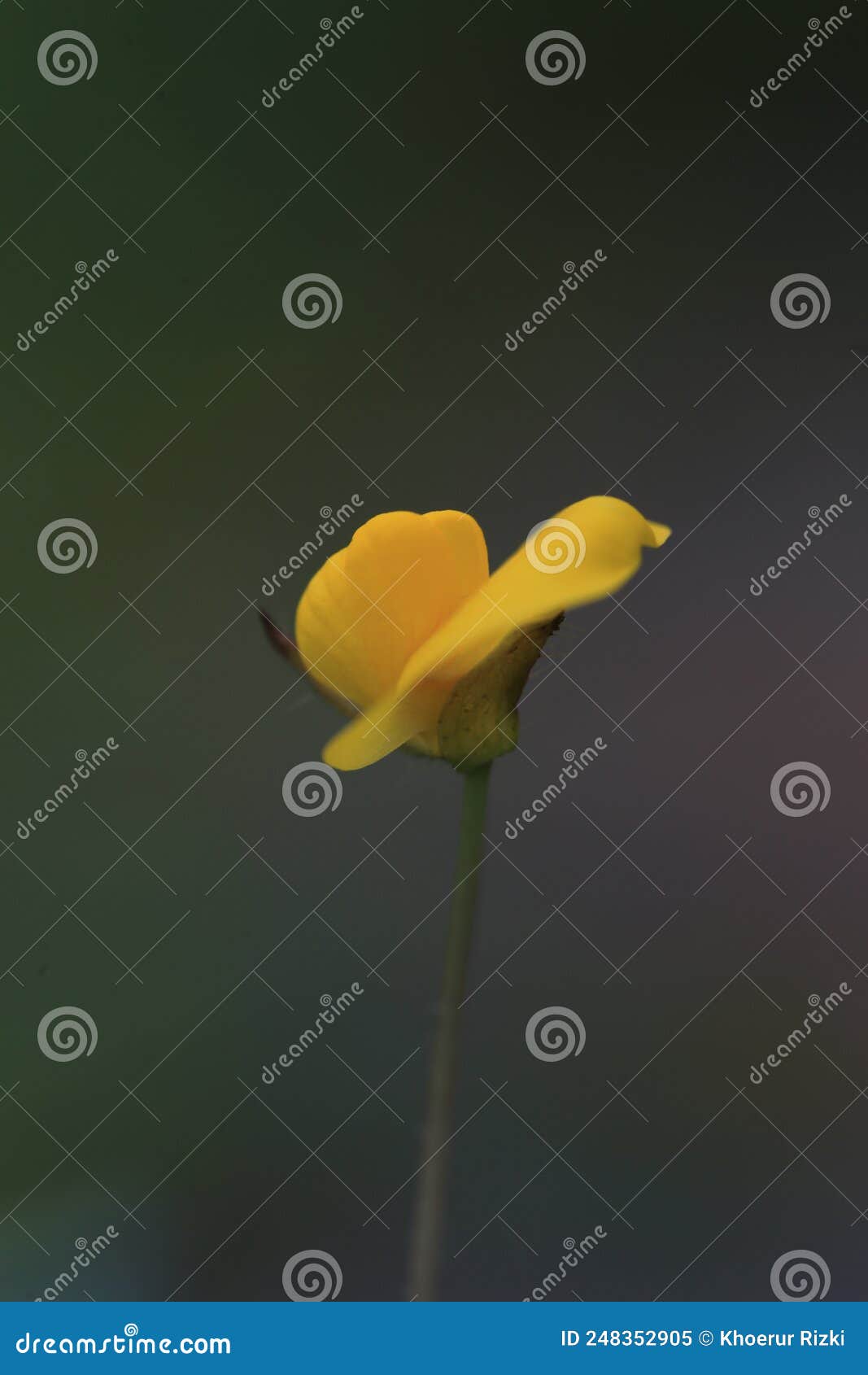 Macro Flower of Leguminous Plants Stock Image - Image of bamboo, kupat ...