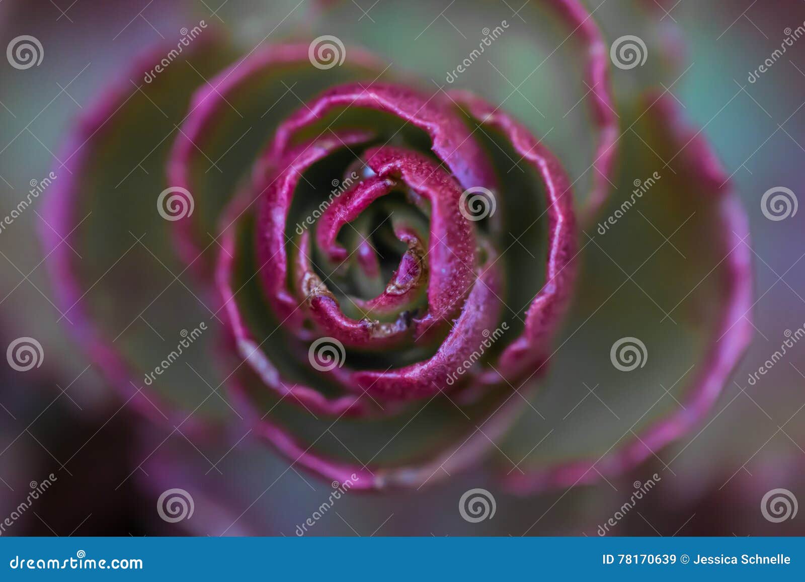 Macro Flower Spiral in Purple Stock Image - Image of spiral, abstract ...