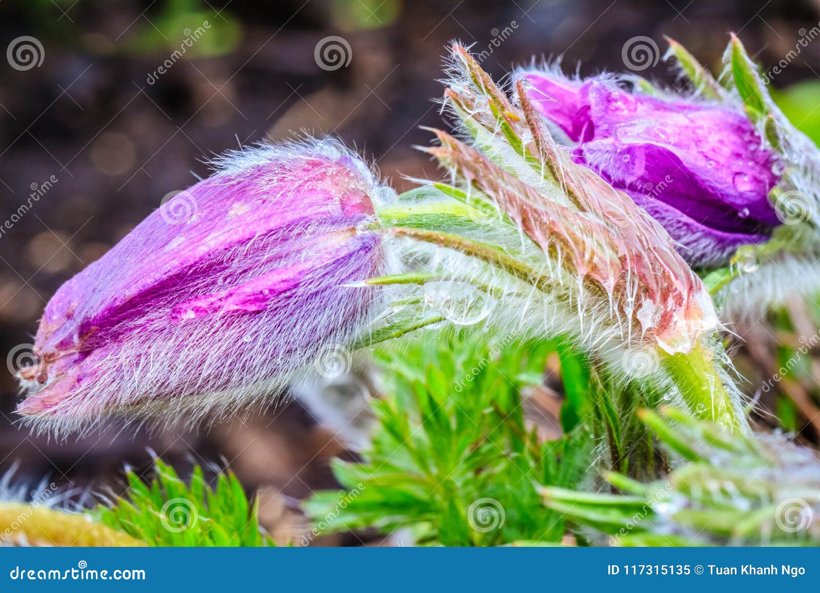 Macro flower in spring stock image. Image of perfect - 117315135