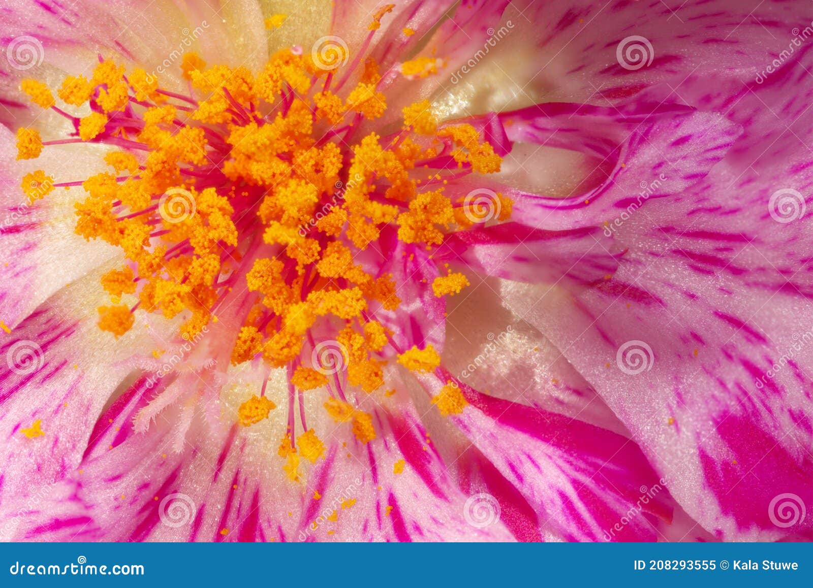 Macro- Flower Stamen with Pollen Stock Image - Image of pollen, macro ...