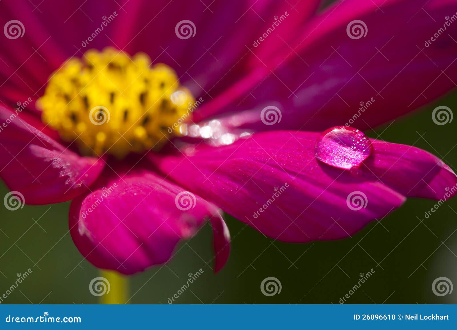 Macro Flower Water Drop stock photo. Image of water, purple - 26096610
