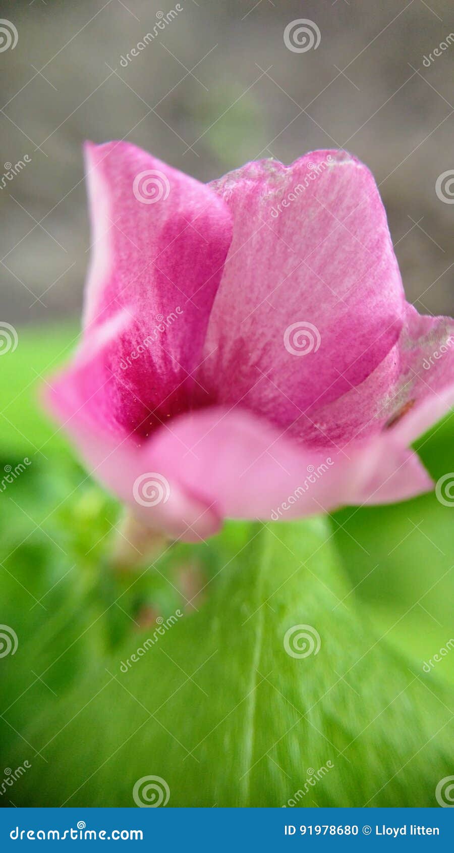 Macro flowers stock photo. Image of spring, macro, blossom - 91978680