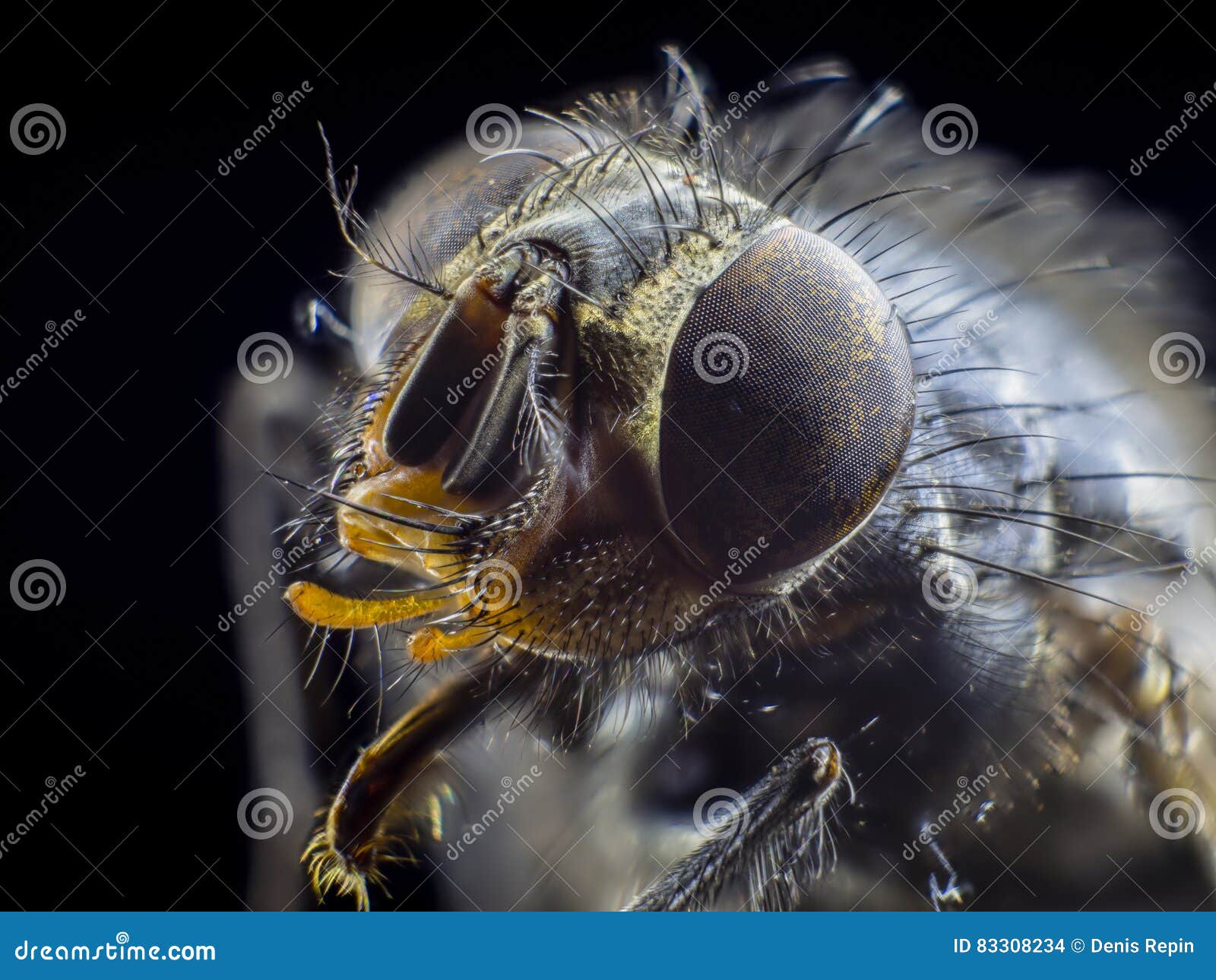 Macro a Fly, Big Monster Close Up, Super Large Insect, Front View Stock ...