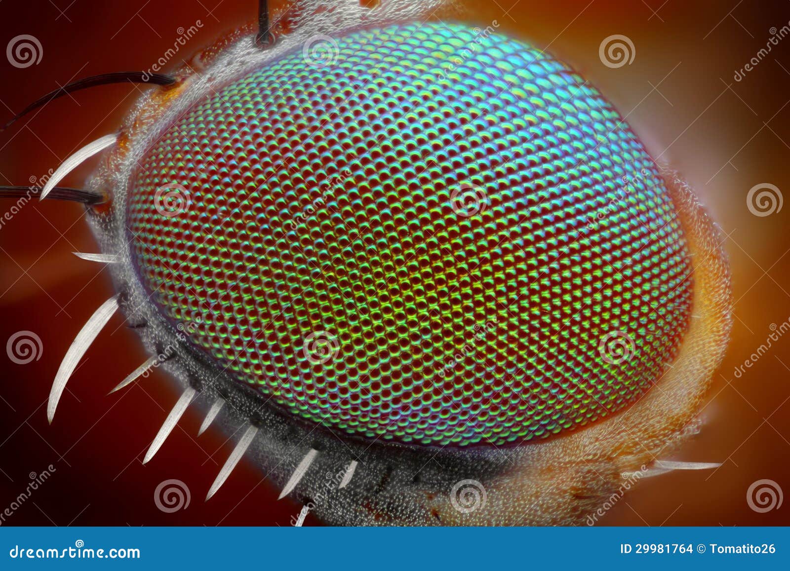 Macro Fly Eye Stock Images - Image: 29981764