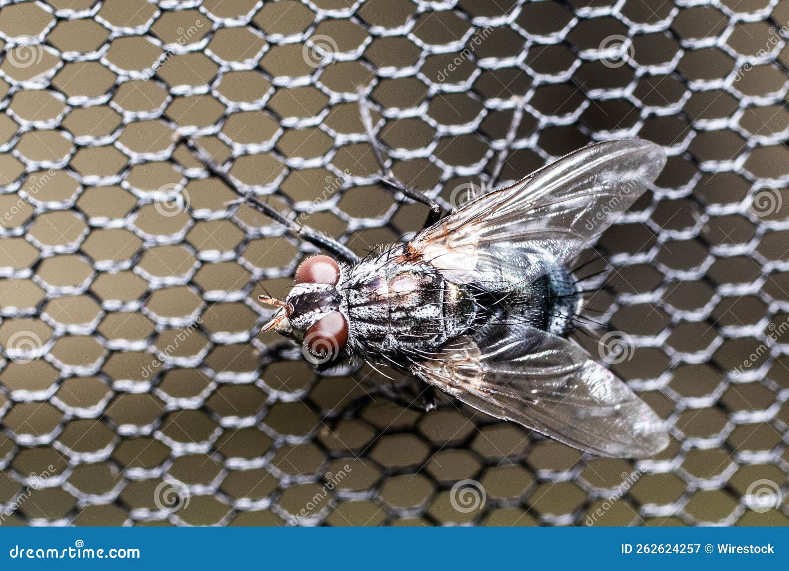 Macro of a Fly on a Grid Surface Stock Image - Image of detail, animal ...