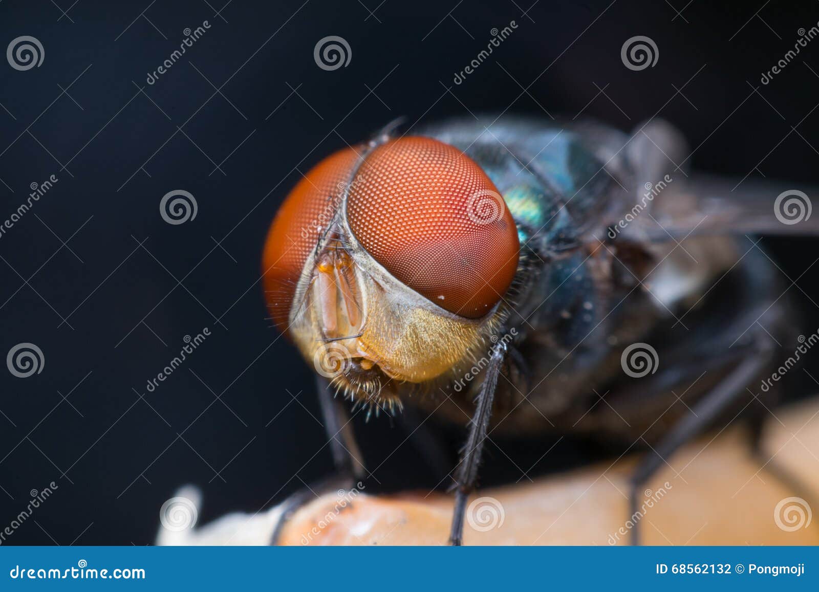 Macro of fly insect stock photo. Image of macro, outdoor - 68562132