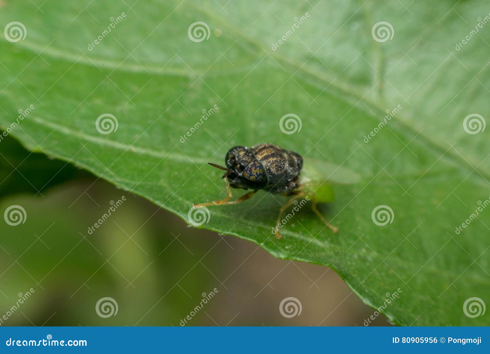 Macro of fly insect stock photo. Image of nature, flies - 80905956