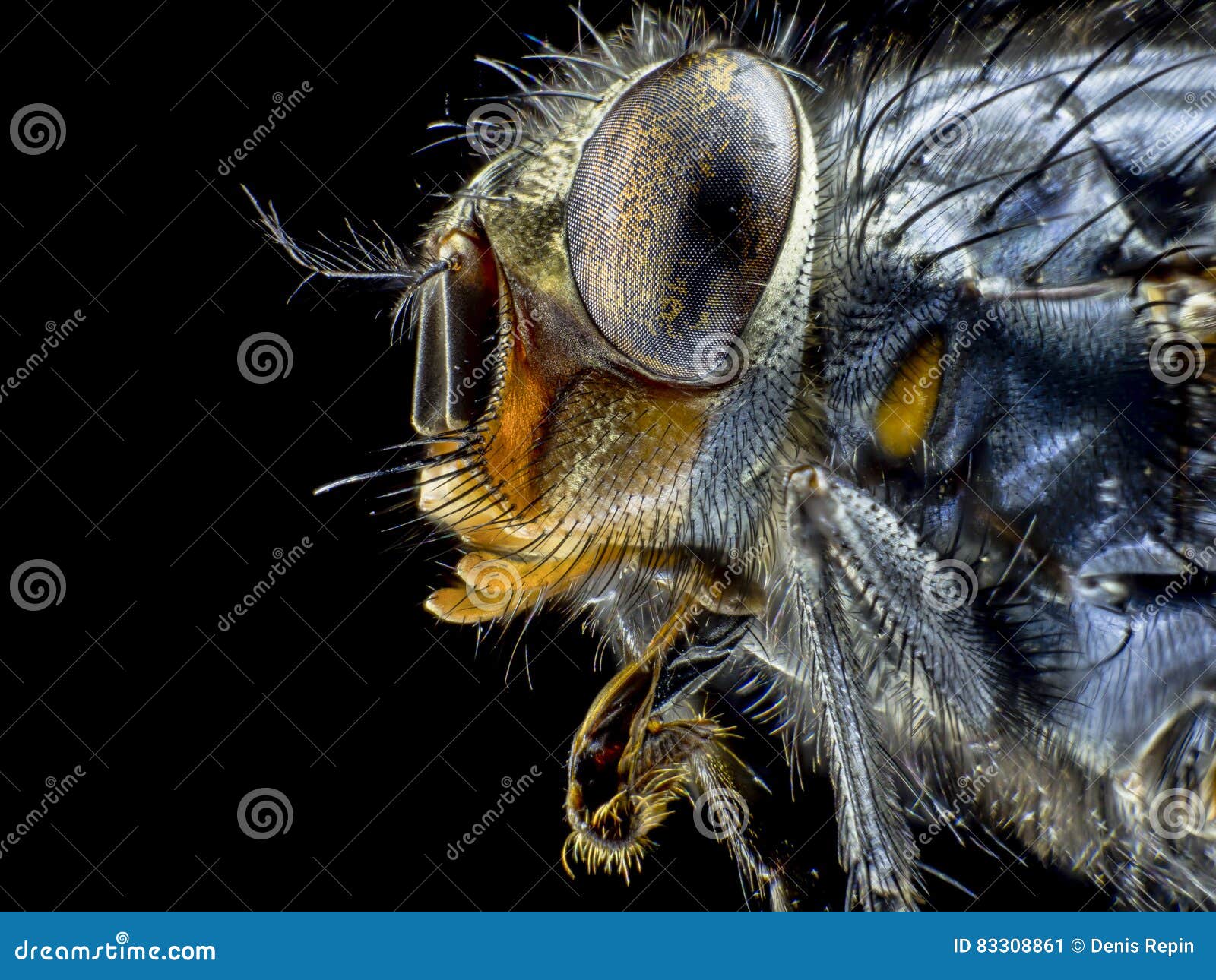 Macro a Fly, Large Insect, Side View, Big Monster Close Up Stock Image ...
