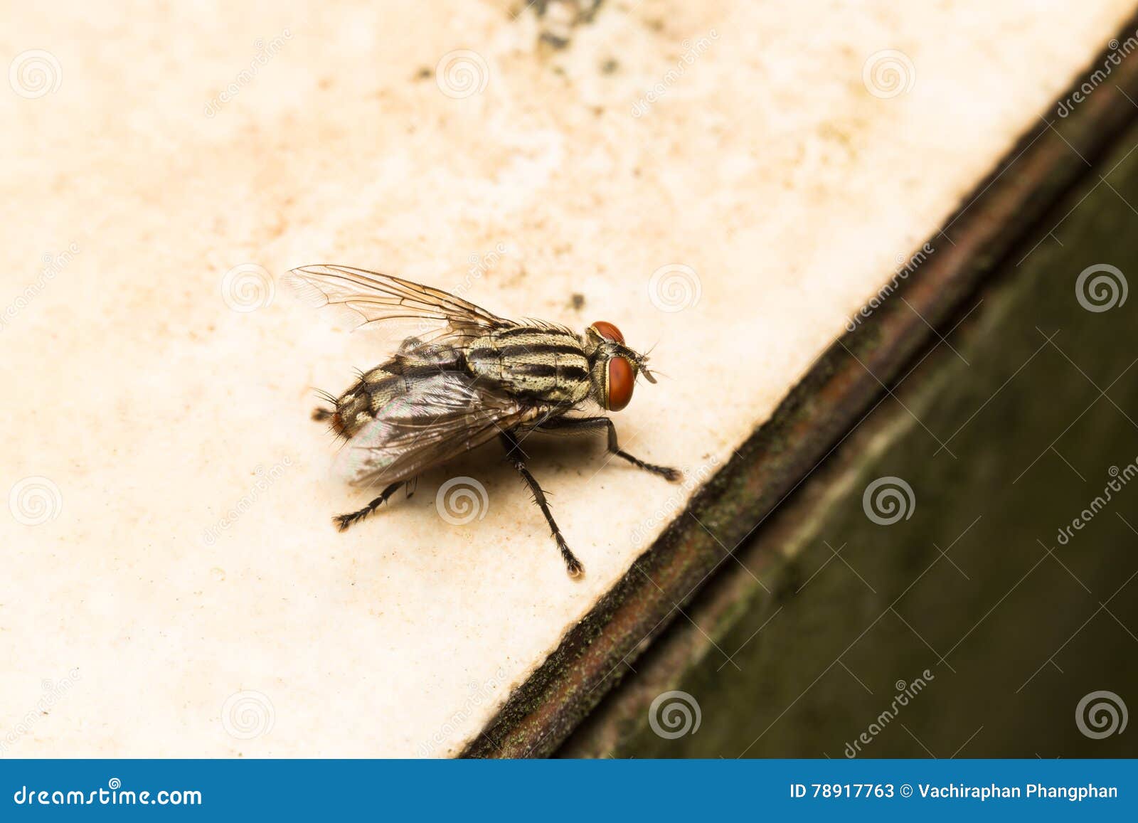 Macro small flies stock image. Image of spring, wing - 78917763