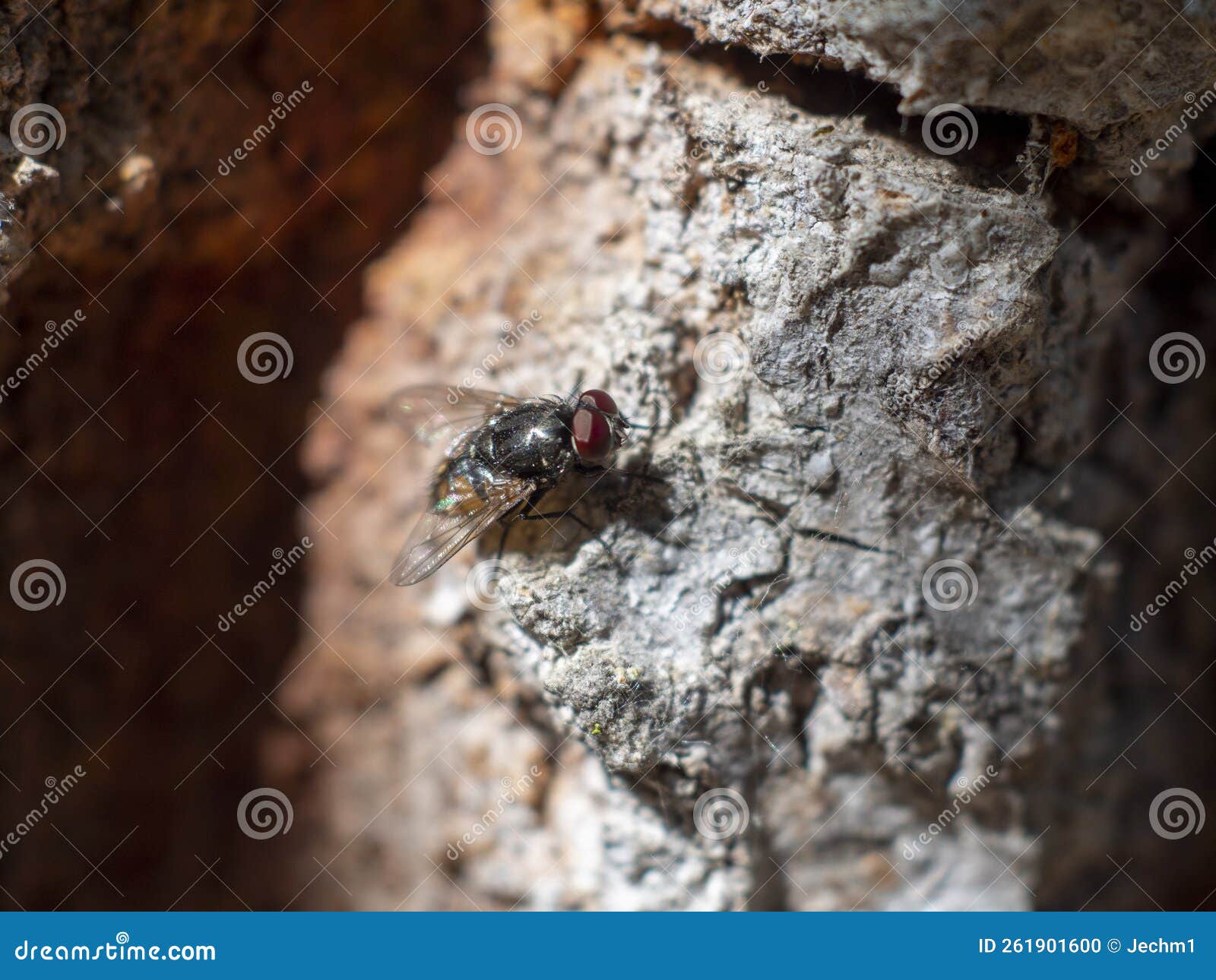 Macro of a Fly on a Pine Trunk in the Field Stock Photo - Image of ...