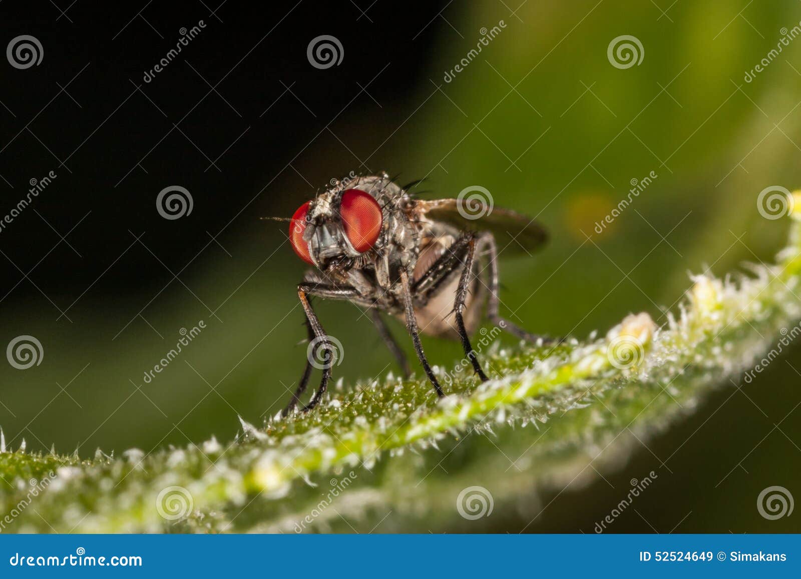 Macro fly portrait stock image. Image of love, entomology - 52524649