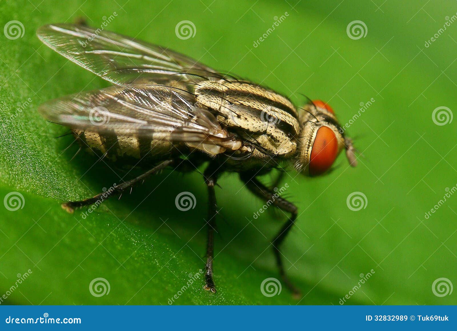 Macro fly portrait stock image. Image of colour, love - 32832989