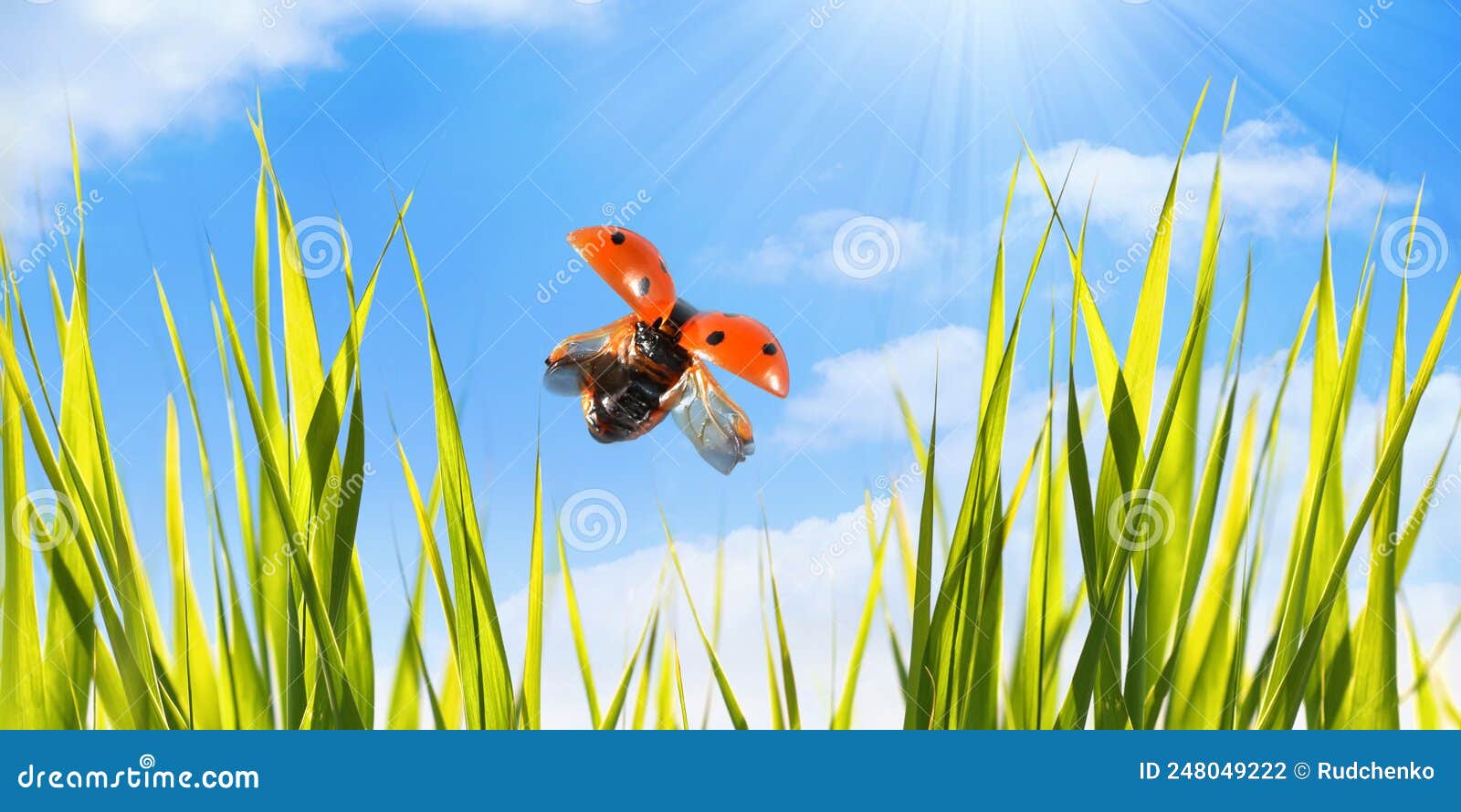 Macro Fly Red Ladybug on Green Grass Stock Photo - Image of green ...