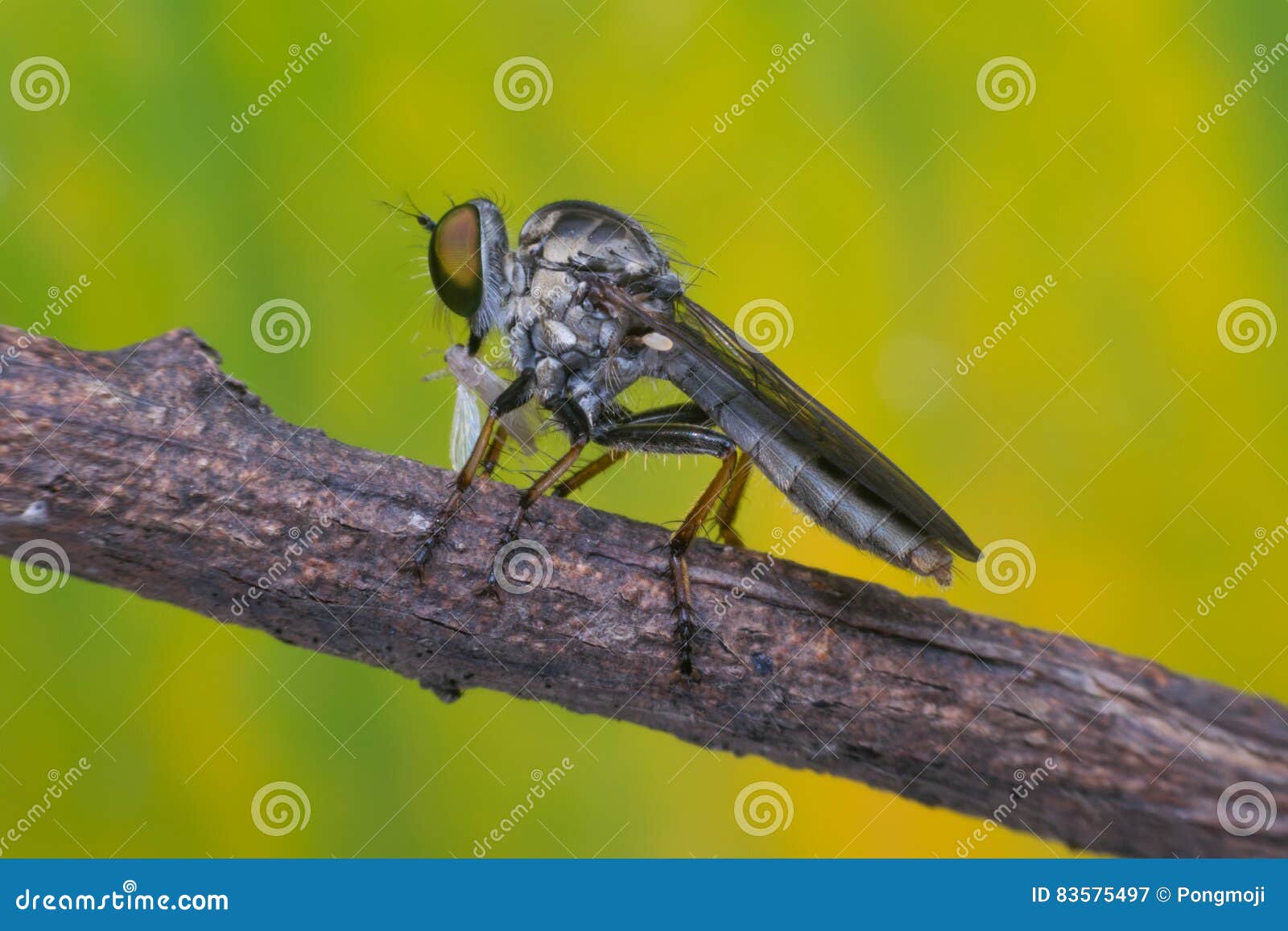 Macro of Fly (Robber Fly, Asilidae, Predator) Insect Stock Image ...