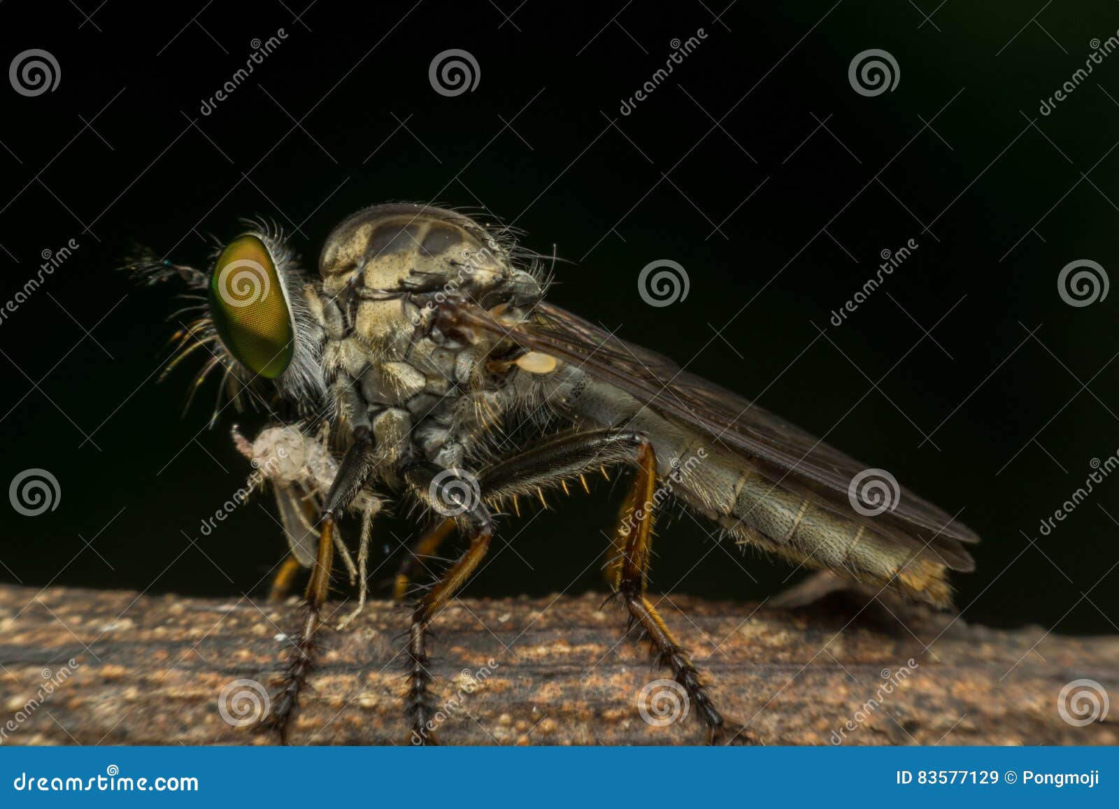 Macro of Fly (Robber Fly, Asilidae, Predator) Insect Stock Image ...