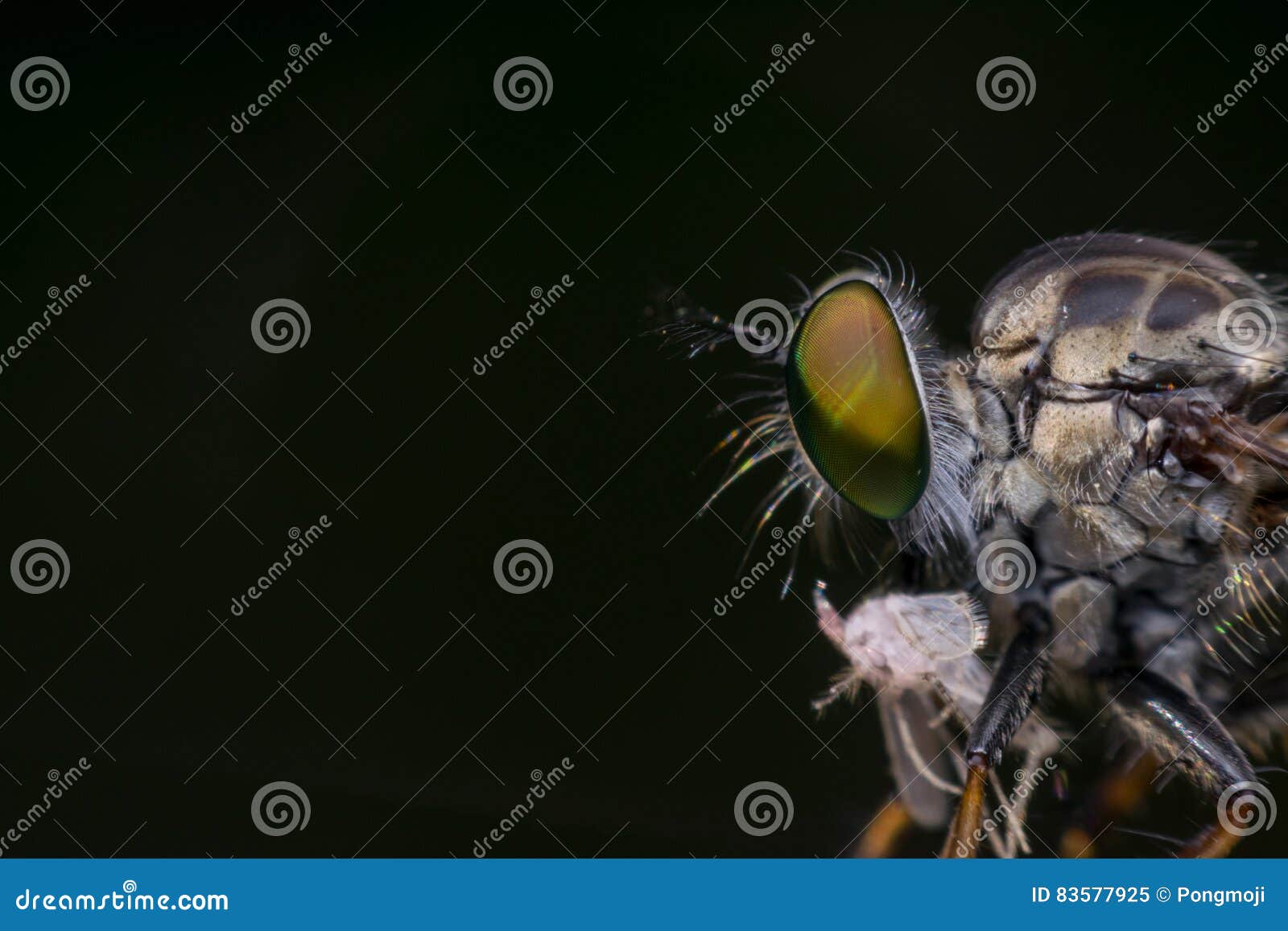Macro of Fly (Robber Fly, Asilidae, Predator) Insect Stock Image ...